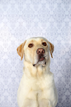 Lefze Images – Browse 31 Stock Photos, Vectors, and Video | Adobe Stock