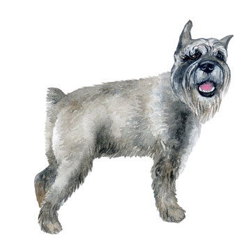 Imágenes de Snouter: descubre bancos de fotos, ilustraciones, vectores ...