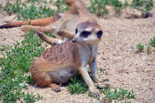 Suricati Images – Browse 72 Stock Photos, Vectors, and Video | Adobe Stock