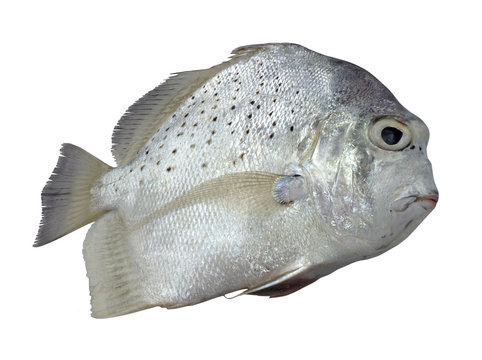 Sickle Pomfret Fish