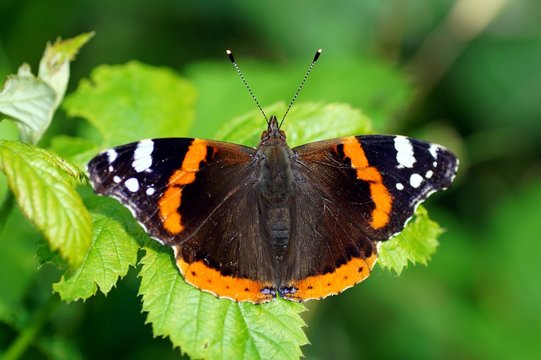 รูปภาพNymphalidae – เลือกดูภาพถ่ายสต็อก เวกเตอร์ และวิดีโอ34,820 ...
