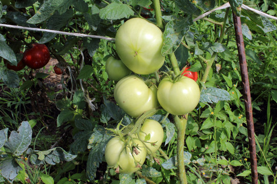 Tomp Images – Browse 87 Stock Photos, Vectors, and Video | Adobe Stock