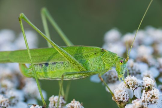Blattoptera Bilder – Durchsuchen 111 Archivfotos, Vektorgrafiken und ...