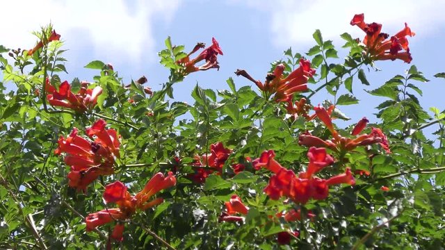 "Cow Itch Vine" Images – Browse 3,931 Stock Photos, Vectors, and Video ...