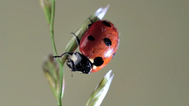 Secretes Imagens – Procure 214 fotos, vetores e vídeos | Adobe Stock