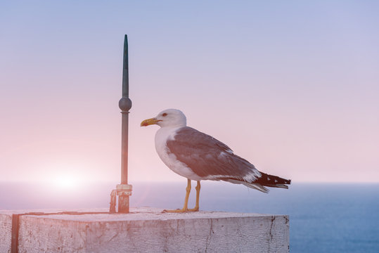 Natatorial Bilder – Durchsuchen 1,614 Archivfotos, Vektorgrafiken und ...
