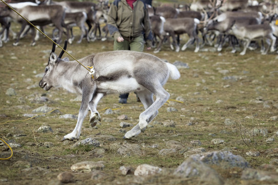 รูปภาพ"Wild – เลือกดูภาพถ่ายสต็อก เวกเตอร์ และวิดีโอ15,783,730 | Adobe ...