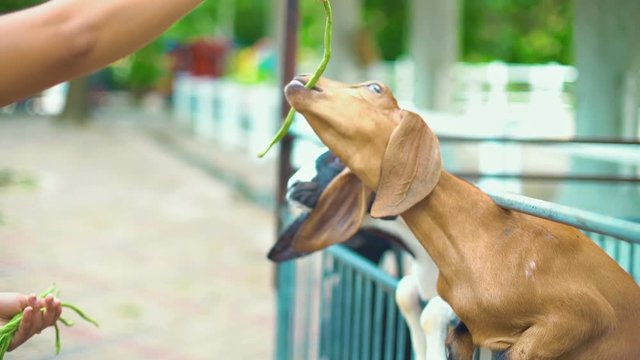 Graminivorous bilder – Bläddra bland 524 stockfoton, vektorer och ...