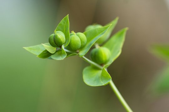 "Mole Plant" Bilder – Durchsuchen 851 Archivfotos, Vektorgrafiken und ...