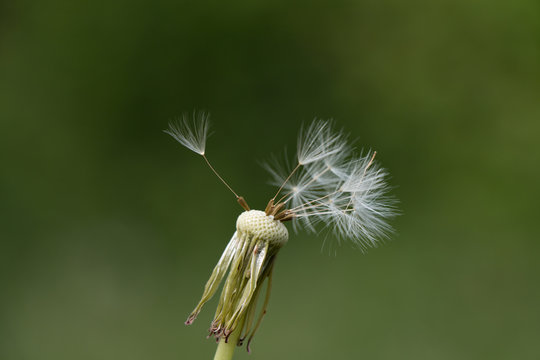 Löwenzahntee Bilder – Durchsuchen 303 Archivfotos, Vektorgrafiken und ...
