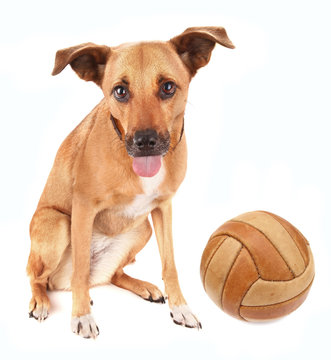 รูปภาพMongrel – เลือกดูภาพถ่ายสต็อก เวกเตอร์ และวิดีโอ172,091 | Adobe Stock