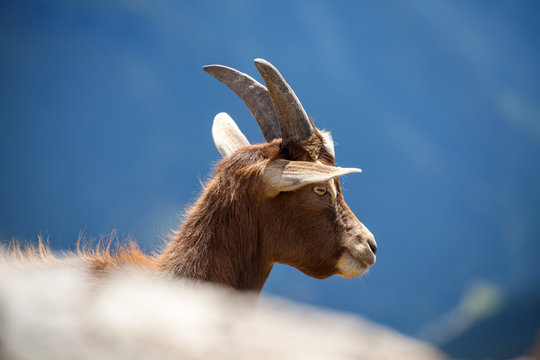 Imágenes de Capretto: descubre bancos de fotos, ilustraciones, vectores ...