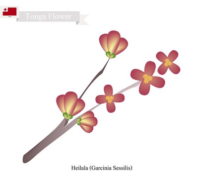รูปภาพHeilala – เลือกดูภาพถ่ายสต็อก เวกเตอร์ และวิดีโอ10 | Adobe Stock