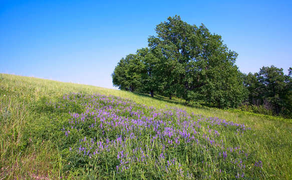 Oakling Images – Browse 37 Stock Photos, Vectors, and Video | Adobe Stock