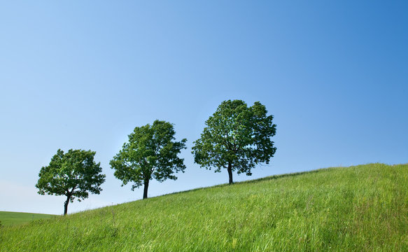 「Oakling」の写真素材 | 42件の無料イラスト画像 | Adobe Stock