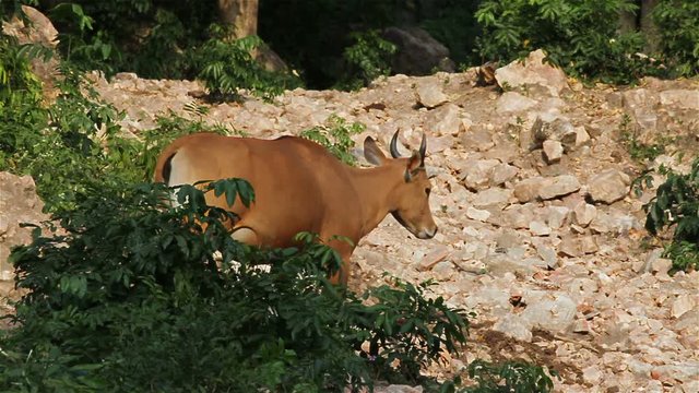 Banteng Images – Browse 1,843 Stock Photos, Vectors, and Video | Adobe ...