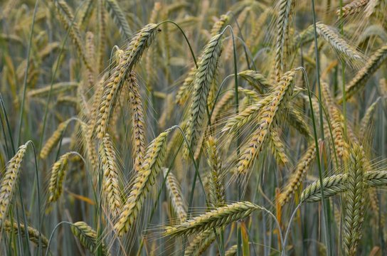 「Wintergerste」の画像 - 399 件の Stock 写真、ベクターおよびビデオ | Adobe Stock