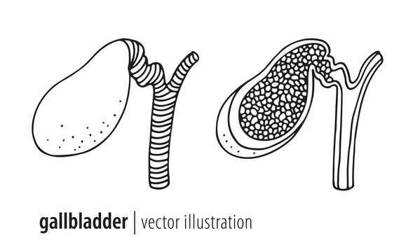 Gallbladder Drawing