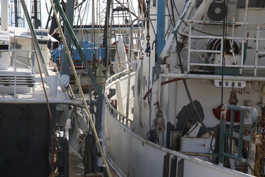 Crevettier - Images et vidéos libres de droits | Adobe Stock