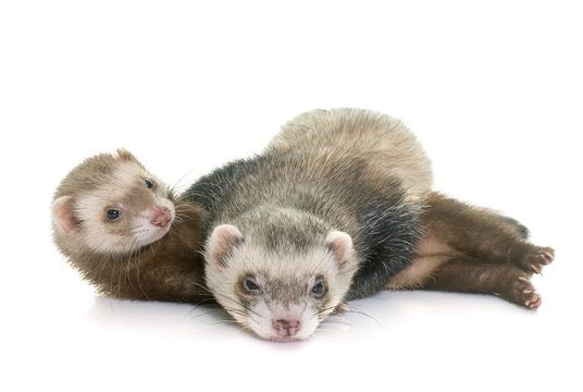 Siamese Ferret