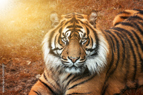 "Tiger männchen bei Sonnenuntergang von nah im Portrait mit intensiven ...