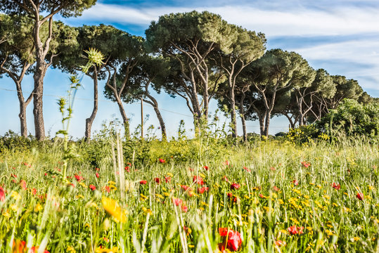 Selvagio 이미지 – 찾아보기 14 스톡 사진, 벡터 및 비디오 | Adobe Stock