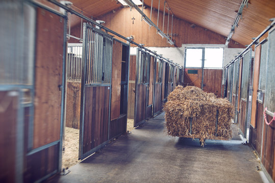 Stable Images – Browse 138,524 Stock Photos, Vectors, and Video | Adobe ... Stable Images – Browse 138,524 Stock Photos, Vectors, and Video | Adobe ...
