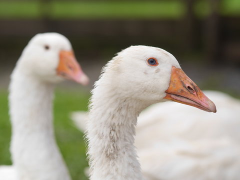 Mastgans Bilder – Durchsuchen 482 Archivfotos, Vektorgrafiken und ...