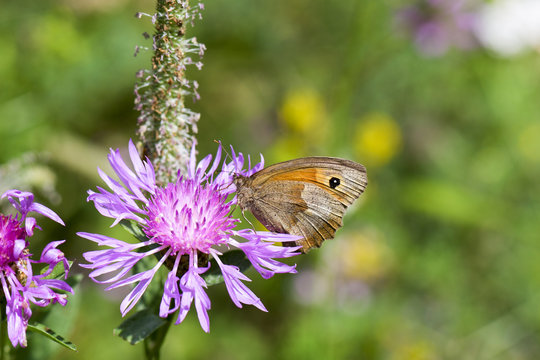 Tracheata Bilder – Durchsuchen 325 Archivfotos, Vektorgrafiken und ...