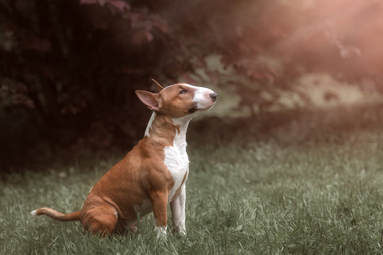 รูปภาพBullterrier – เลือกดูภาพถ่ายสต็อก เวกเตอร์ และวิดีโอ29,030 ...