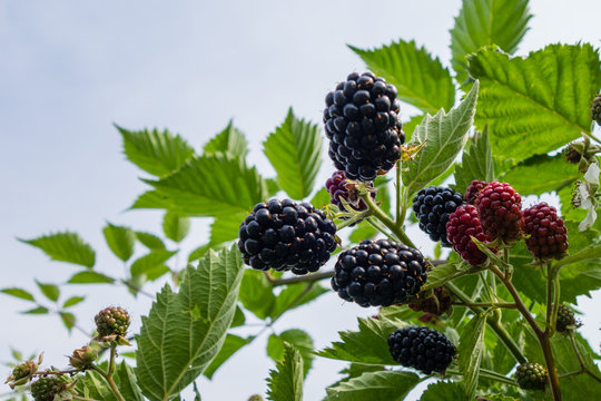 Brombeerstrauch-Bilder: Stock-Fotos & -Videos. | Adobe Stock