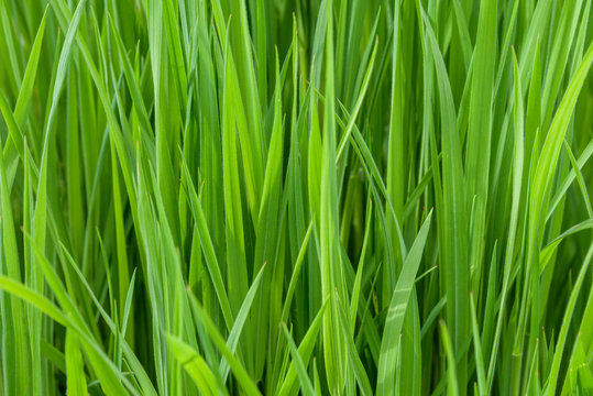 Free Grass Images – Browse 28,342 Free Stock Photos, Vectors, and Video ...