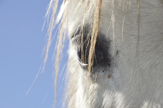 รูปภาพTierauge – เลือกดูภาพถ่ายสต็อก เวกเตอร์ และวิดีโอ224 | Adobe Stock
