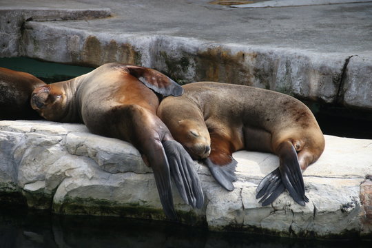 Foka Images – Browse 275 Stock Photos, Vectors, and Video | Adobe Stock