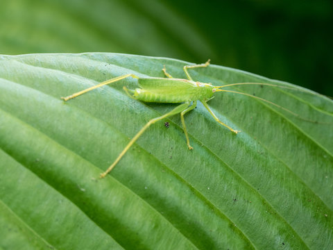 รูปภาพKatydid – เลือกดูภาพถ่ายสต็อก เวกเตอร์ และวิดีโอ14,612 | Adobe Stock