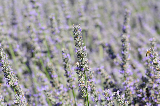 "Zygomorphe-Bilder: Stock-Fotos & -Videos. | Adobe Stock