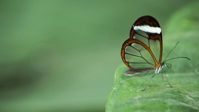 Obrázky Glasswing – procházejte fotografie, vektory a videa 1,066 ...