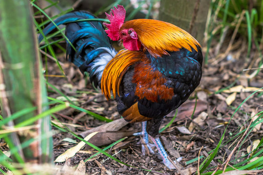 รูปภาพGallus – เลือกดูภาพถ่ายสต็อก เวกเตอร์ และวิดีโอ16,617 | Adobe Stock