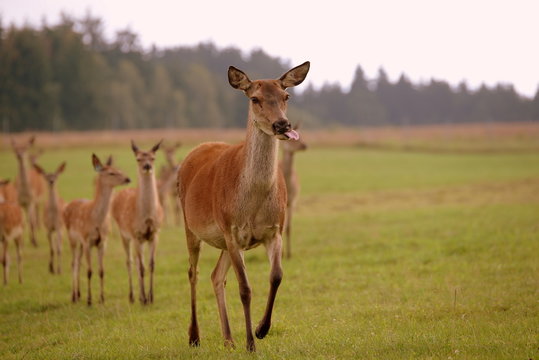 Imagens de Fluchttier – Explore Fotografias do Stock, Vetores e Vídeos ...