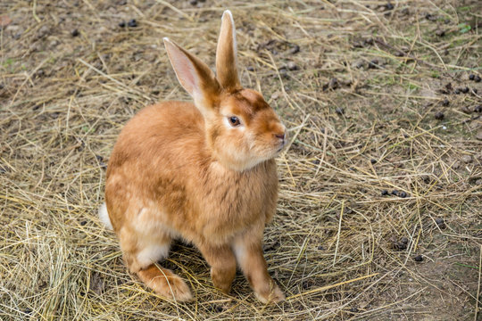 รูปภาพRabit – เลือกดูภาพถ่ายสต็อก เวกเตอร์ และวิดีโอ3,984 | Adobe Stock