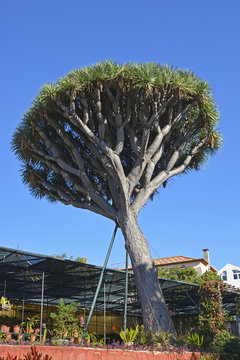 "Dragon Tree" Images – Browse 3,399 Stock Photos, Vectors, and Video ...