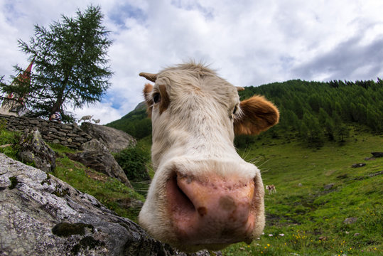 Musello Images – Browse 7 Stock Photos, Vectors, and Video | Adobe Stock