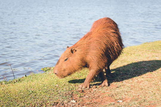 รูปภาพCapivara – เลือกดูภาพถ่ายสต็อก เวกเตอร์ และวิดีโอ13,255 | Adobe Stock