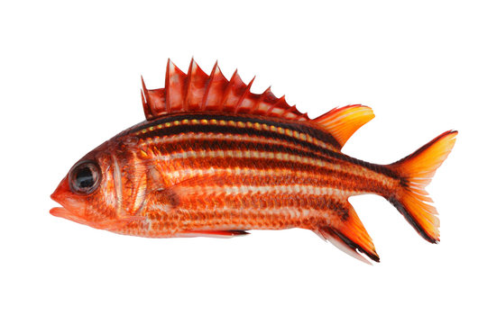 Squirrelfish