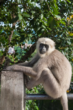 "Wild Ape" Images – Browse 36 Stock Photos, Vectors, and Video | Adobe ...