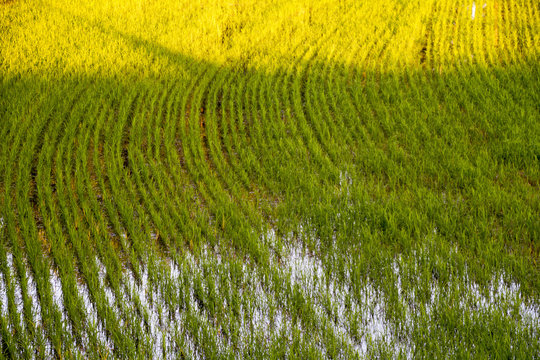 Risaie Bilder – Durchsuchen 780 Archivfotos, Vektorgrafiken und Videos ...