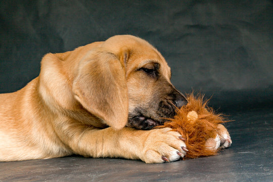 รูปภาพMolossoide – เลือกดูภาพถ่ายสต็อก เวกเตอร์ และวิดีโอ208 | Adobe Stock