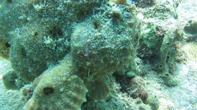 "Frog Fish" Images – Browse 1,602 Stock Photos, Vectors, and Video ...