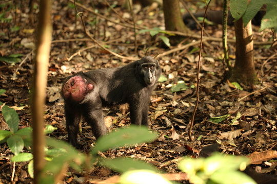 Macak Images – Browse 25 Stock Photos, Vectors, and Video | Adobe Stock