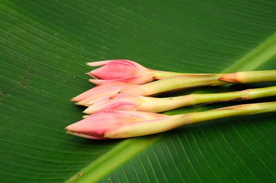 รูปภาพKantan – เลือกดูภาพถ่ายสต็อก เวกเตอร์ และวิดีโอ750 | Adobe Stock